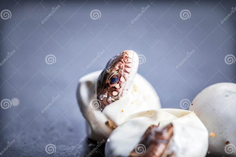 Sand lizards hatching stock image. Image of hatching - 130738329