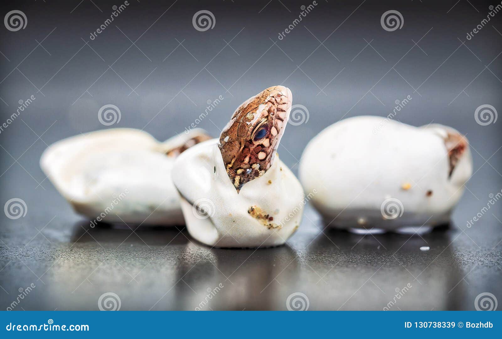 Sand lizards hatching stock image. Image of design, tail - 130738339