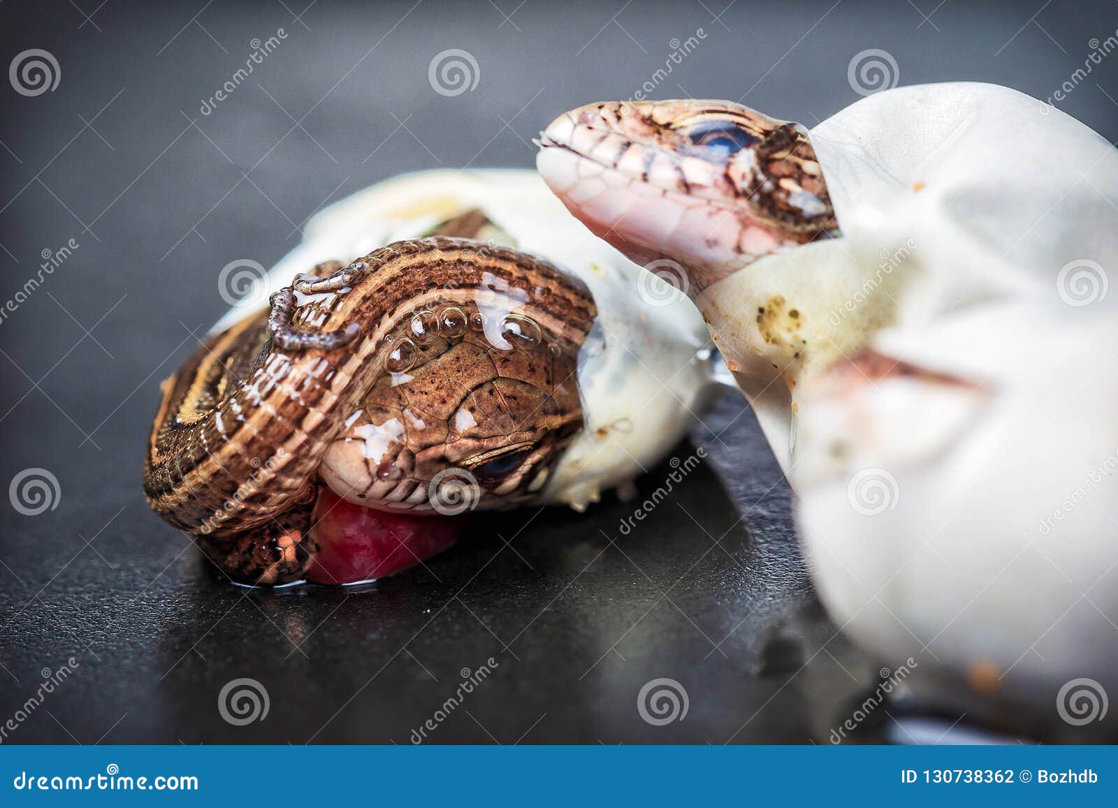 Sand lizards hatching stock photo. Image of design, eastern - 130738362