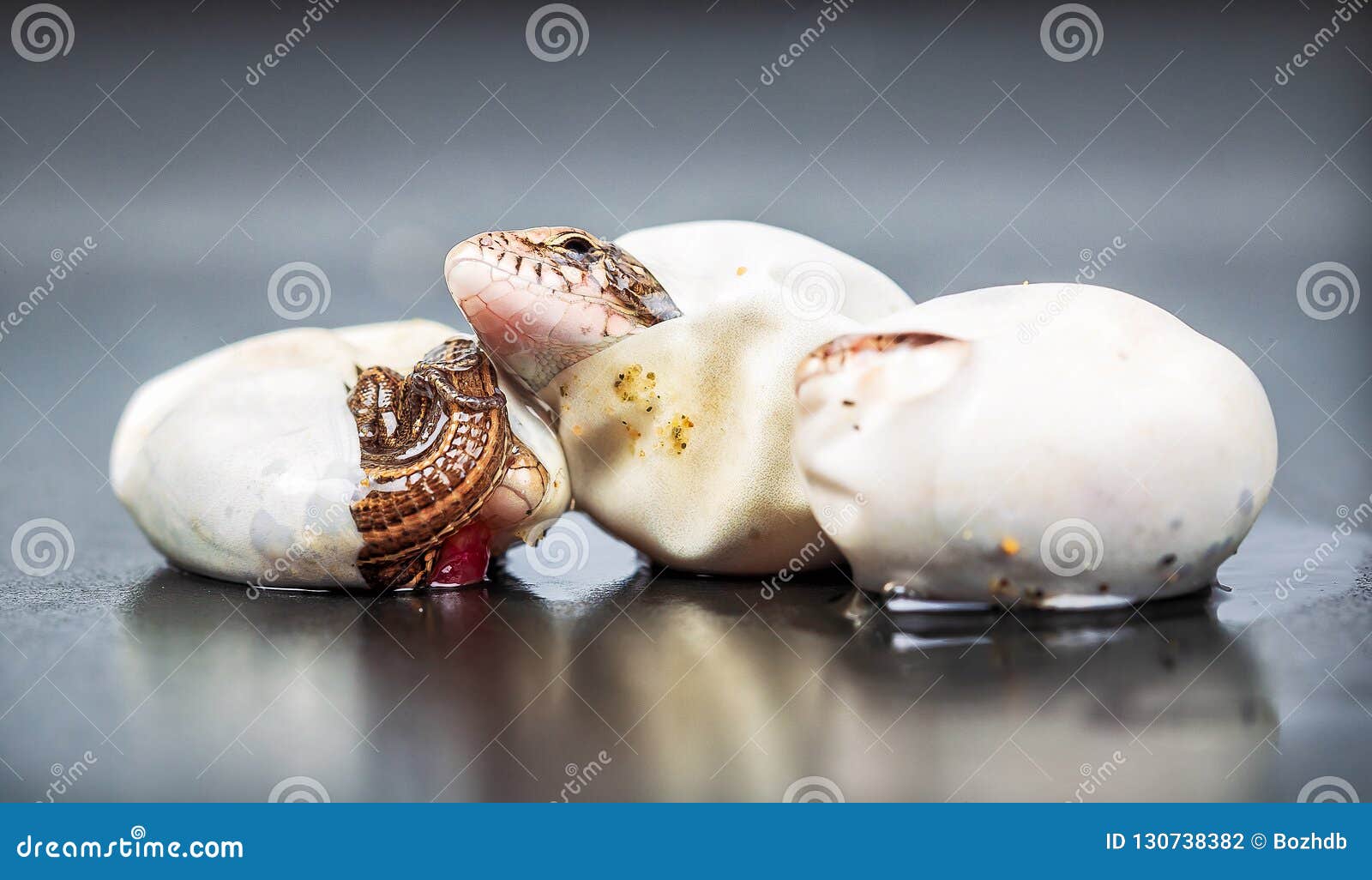 Sand lizards hatching stock photo. Image of natural - 130738382