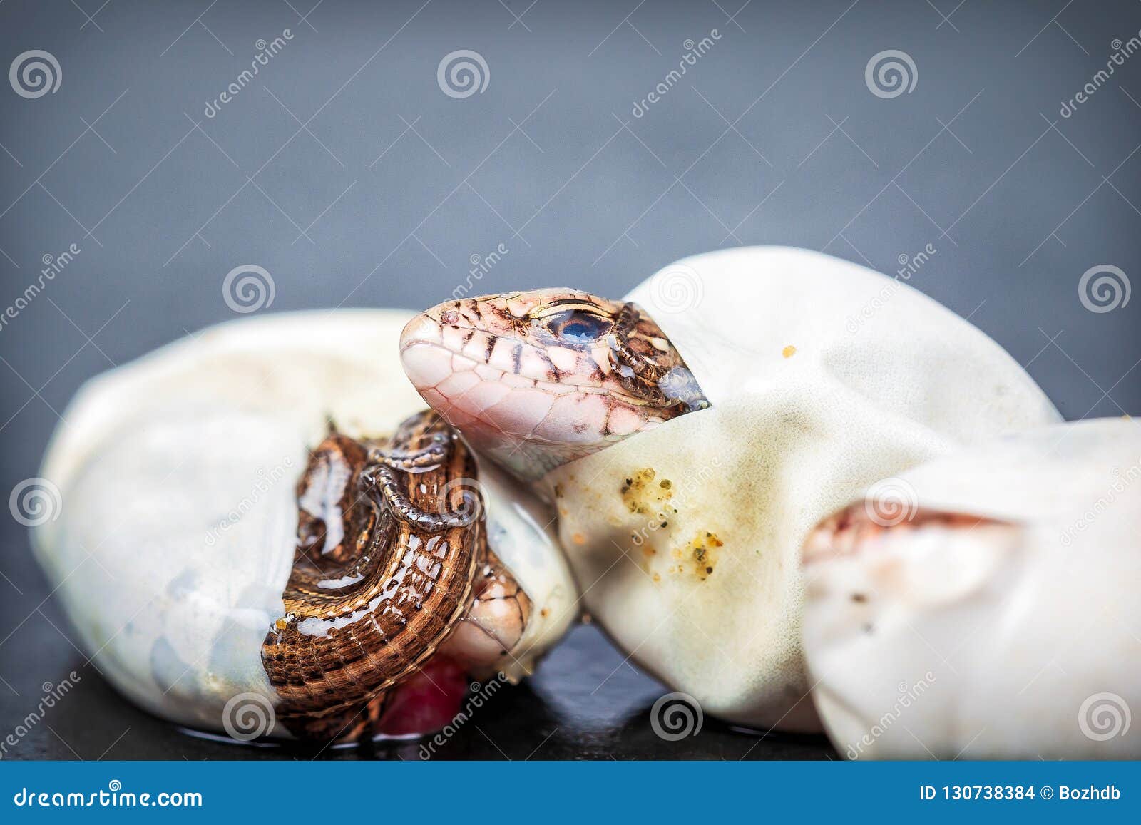 Sand lizards hatching stock photo. Image of lizard, scale - 130738384