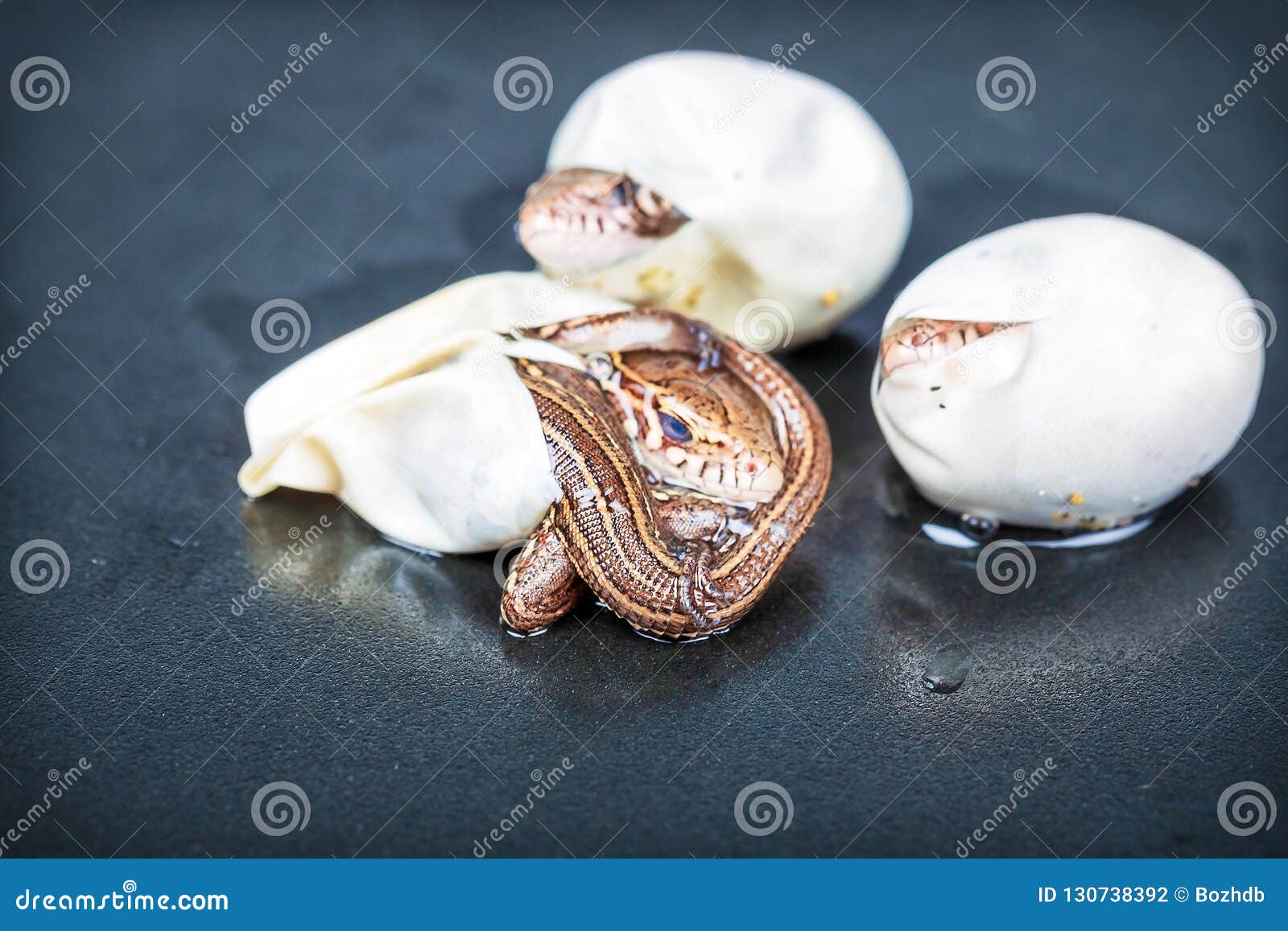 Sand lizards hatching stock photo. Image of macro, nature - 130738392