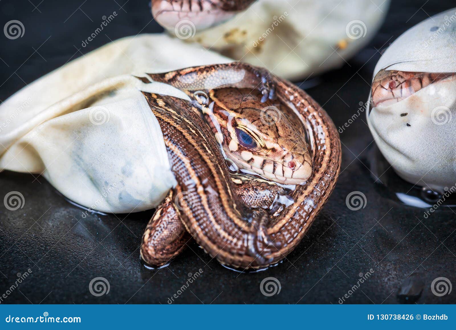 Sand lizards hatching stock photo. Image of shell, sand - 130738426