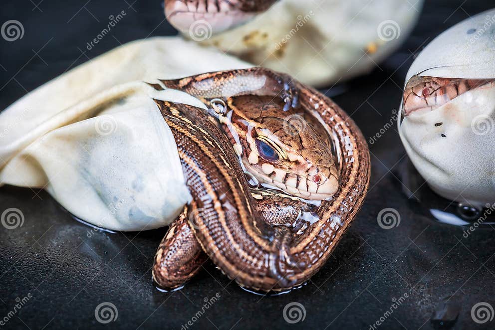 Sand lizards hatching stock photo. Image of shell, sand - 130738426