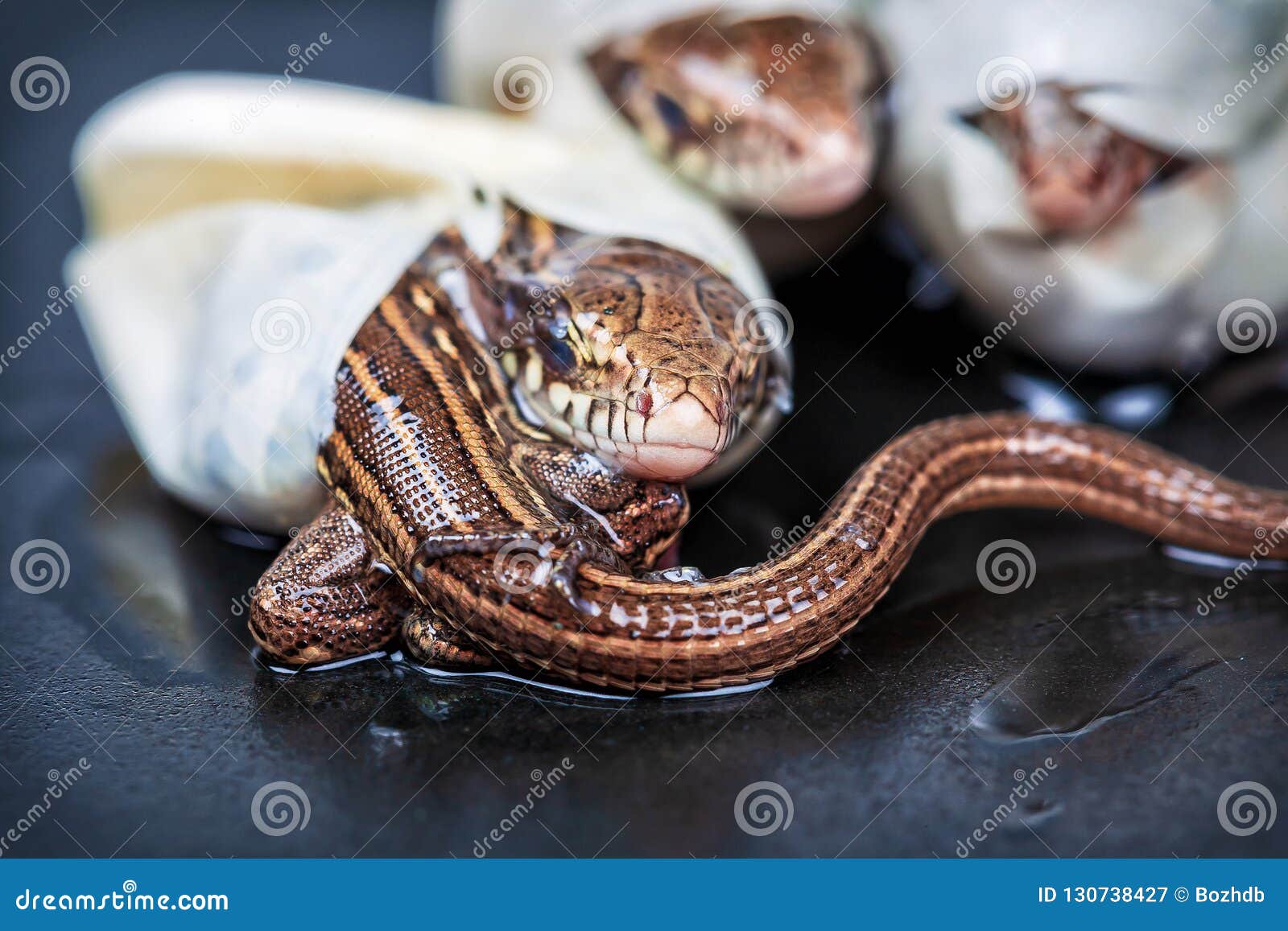Sand lizards hatching stock image. Image of broken, macro - 130738427