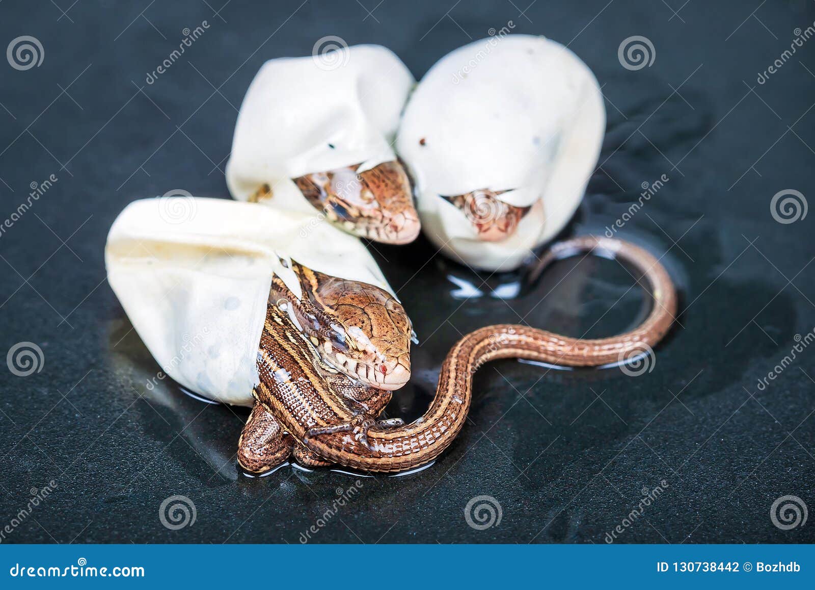 Sand lizards hatching stock photo. Image of animal, wallpaper - 130738442
