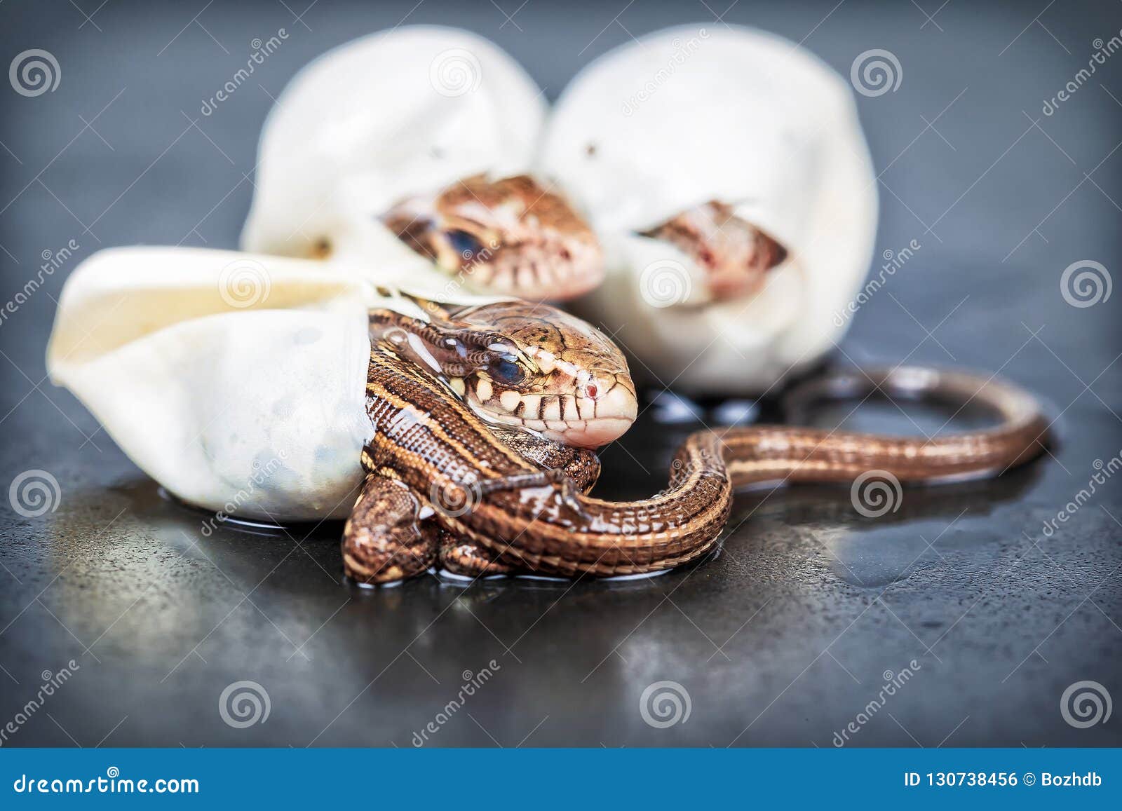 Sand lizards hatching stock photo. Image of ground, animal - 130738456