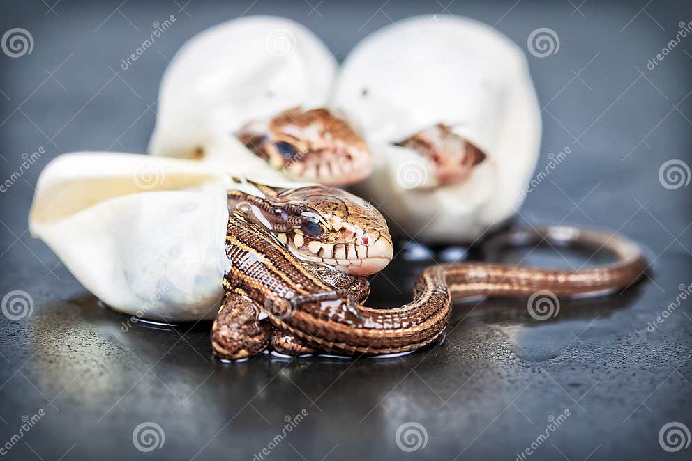 Sand lizards hatching stock photo. Image of ground, animal - 130738456