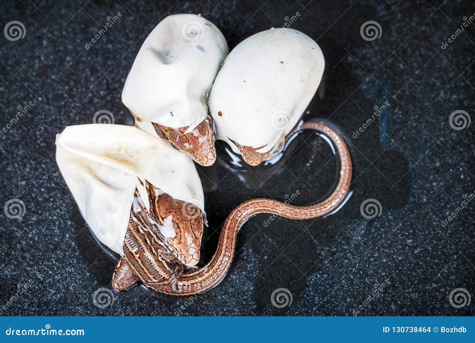 Sand lizards hatching stock photo. Image of shell, wallpaper - 130738464