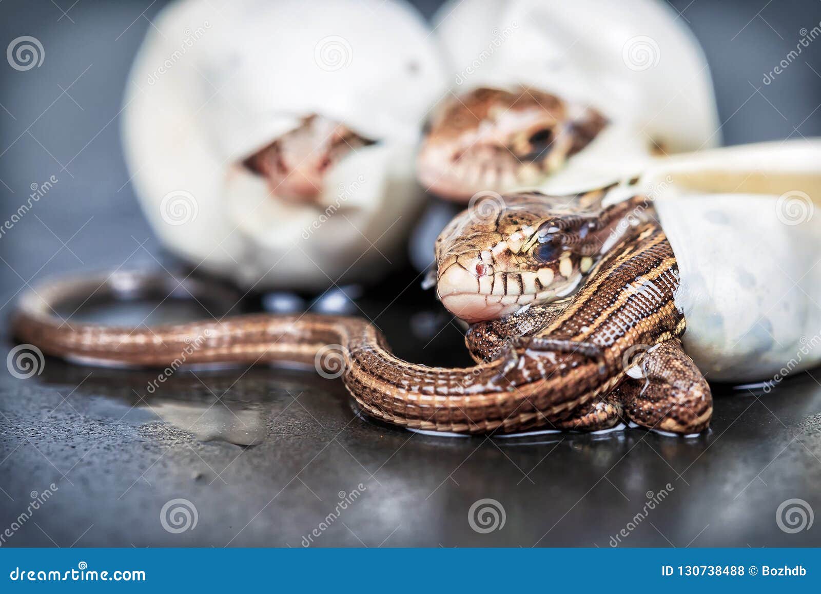 Sand lizards hatching stock photo. Image of rough, design - 130738488