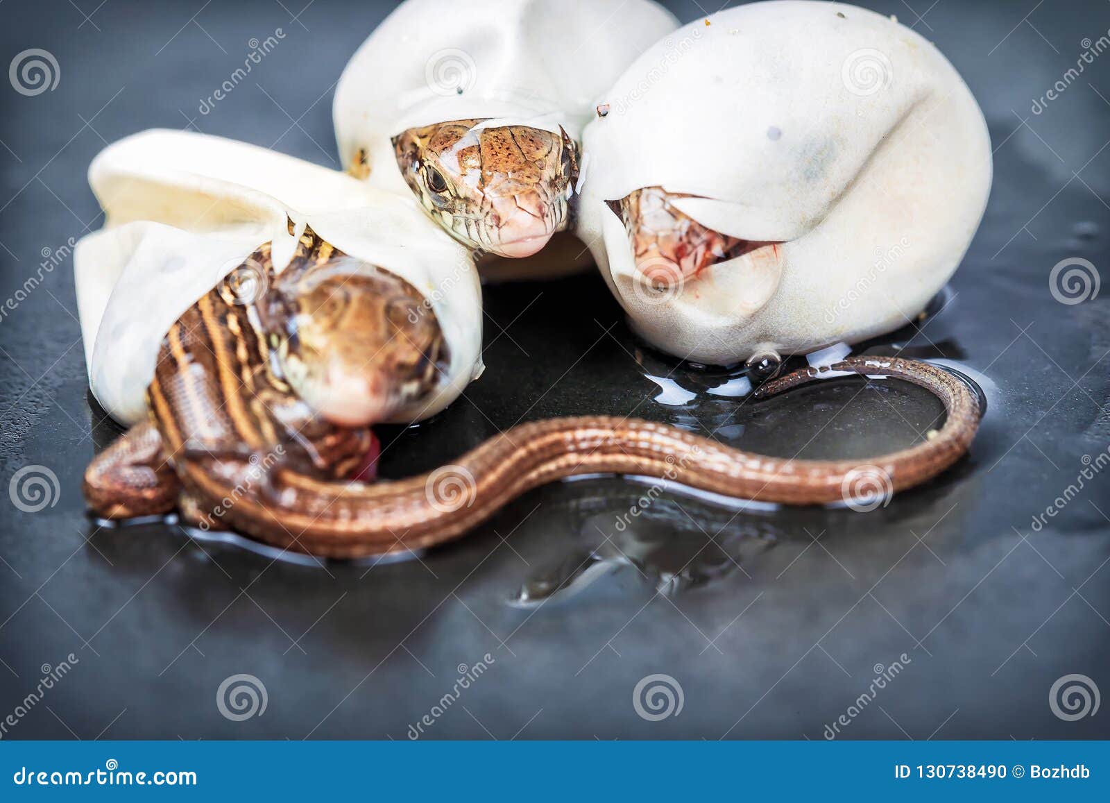 Sand lizards hatching stock photo. Image of scale, dragon - 130738490