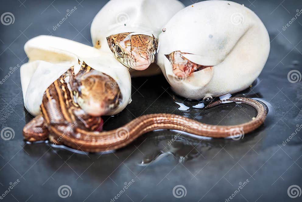 Sand lizards hatching stock photo. Image of scale, dragon - 130738490