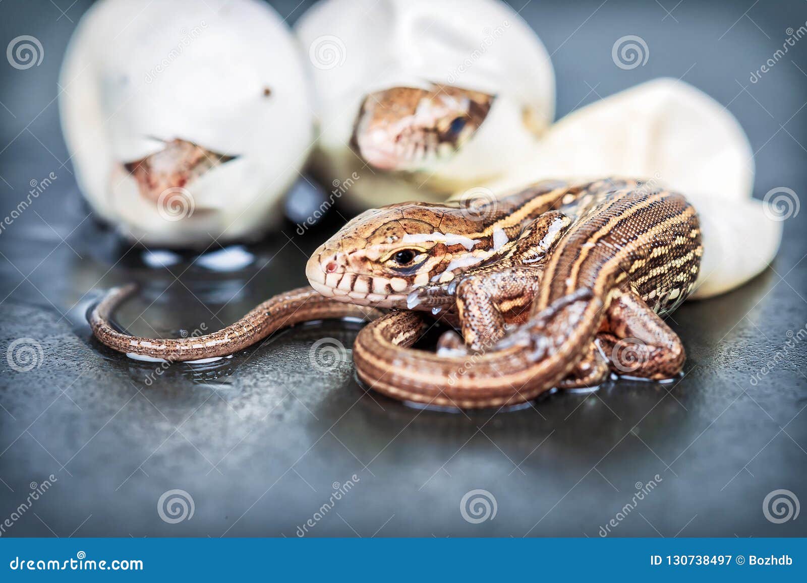 Sand lizards hatching stock image. Image of macro, predator - 130738497