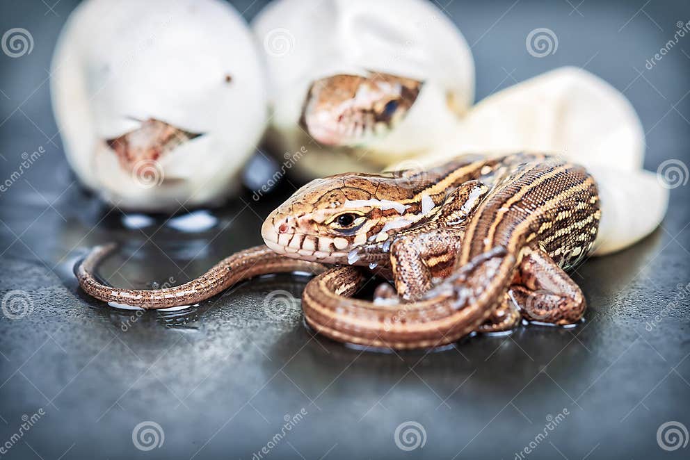 Sand lizards hatching stock image. Image of macro, predator - 130738497