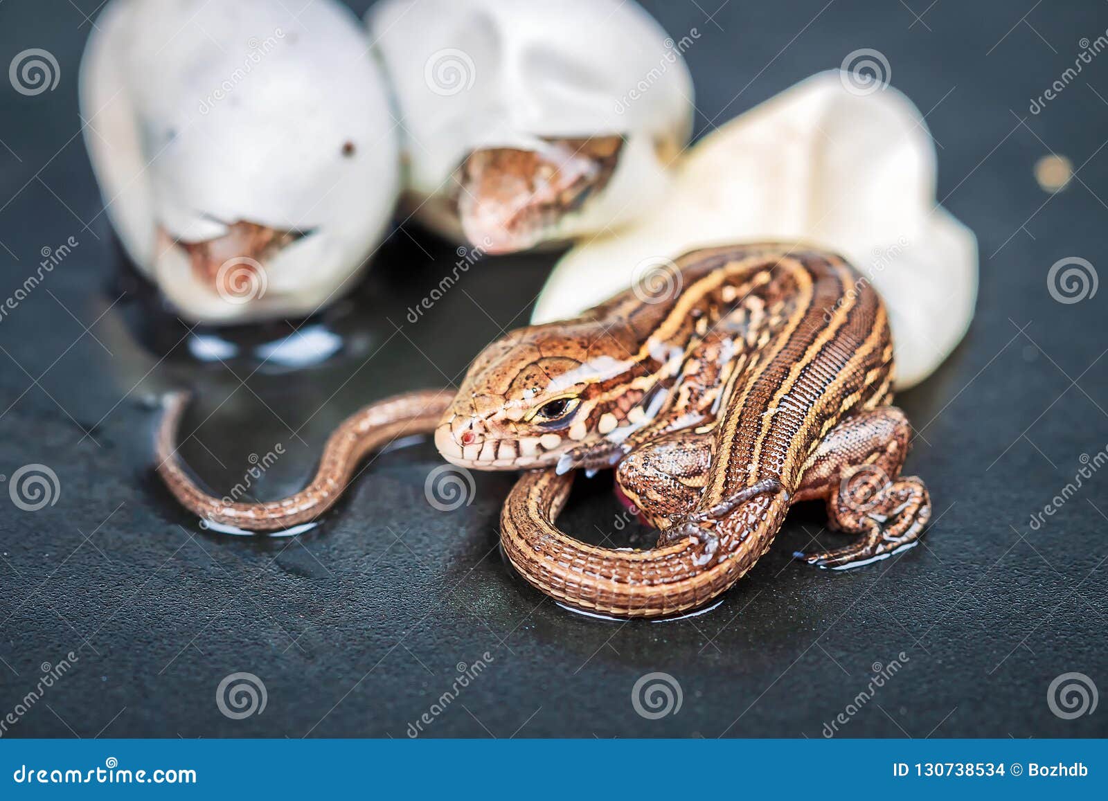 Sand lizards hatching stock photo. Image of ground, sand - 130738534
