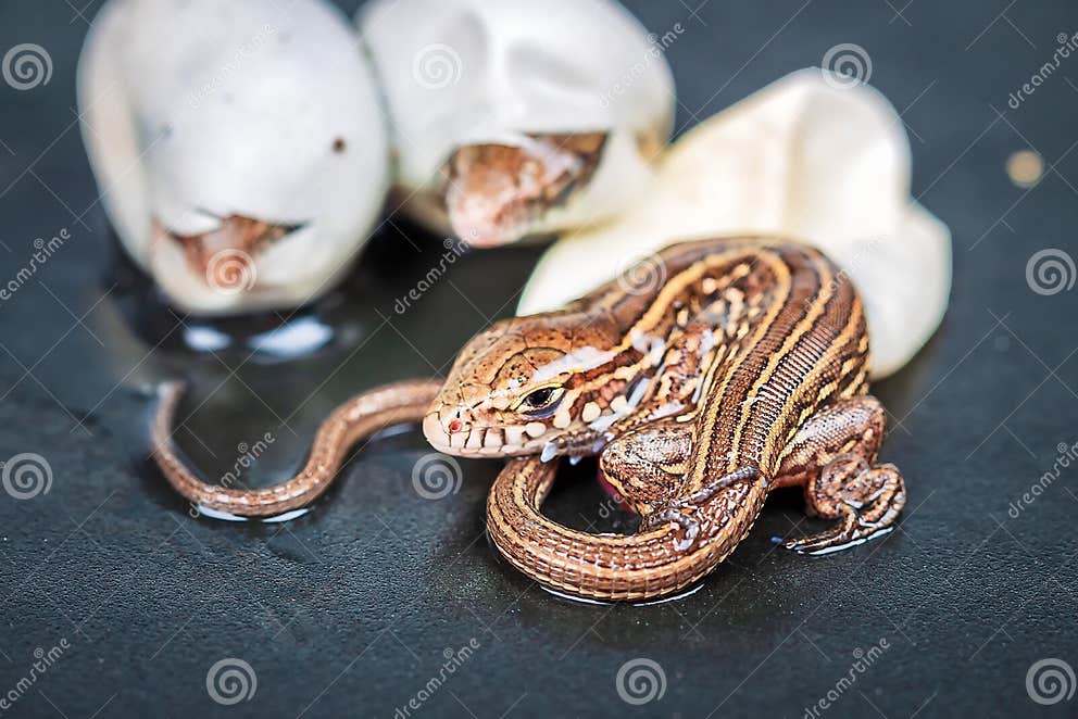 Sand lizards hatching stock photo. Image of ground, sand - 130738534