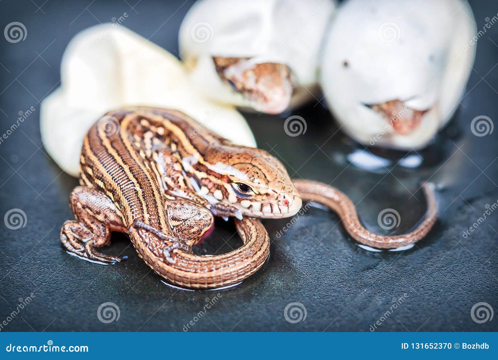Sand lizards hatching stock photo. Image of shell, head - 131652370