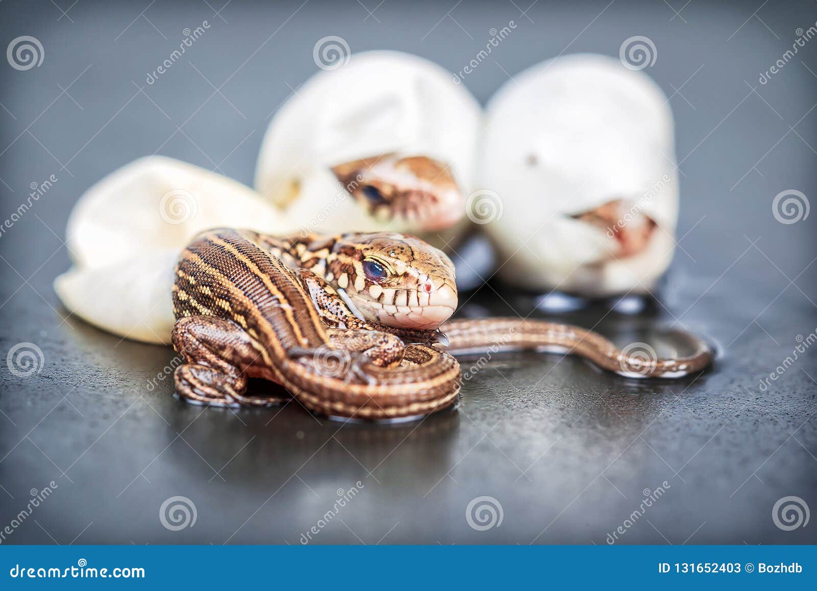 Sand lizards hatching stock image. Image of wallpaper - 131652403
