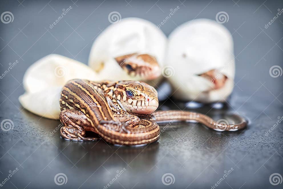 Sand lizards hatching stock image. Image of wallpaper - 131652403