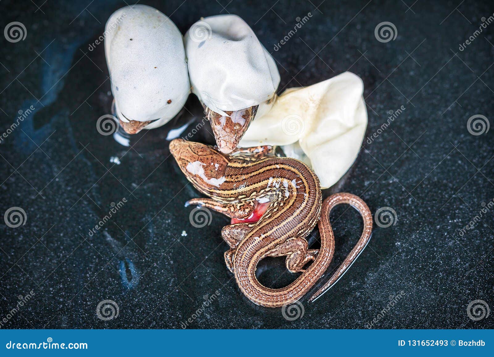 Sand lizards hatching stock image. Image of predator - 131652493