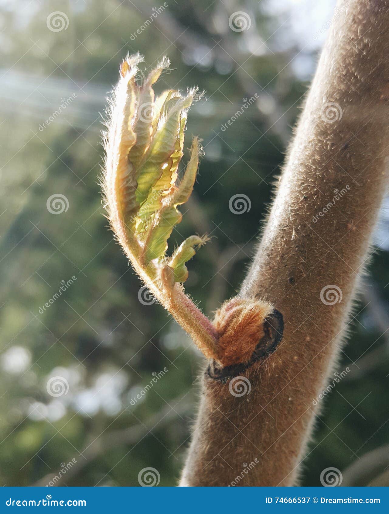 Little sapling editorial photography. Image of green - 74666537