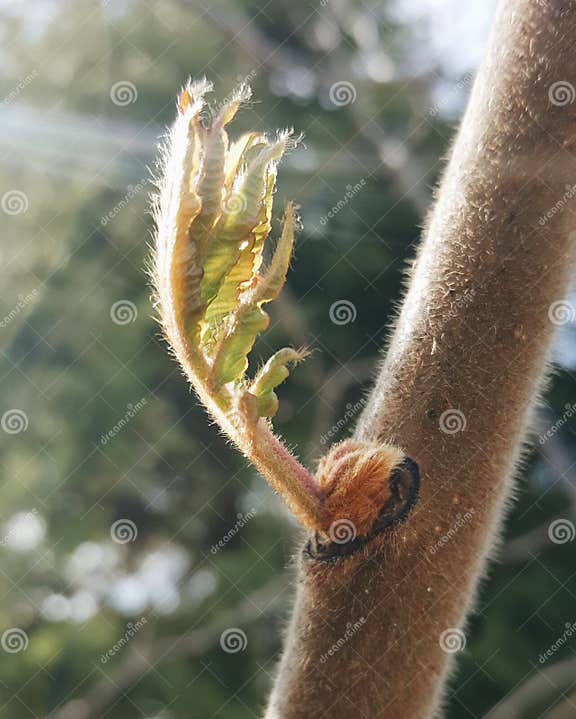 Little sapling editorial photography. Image of green - 74666537