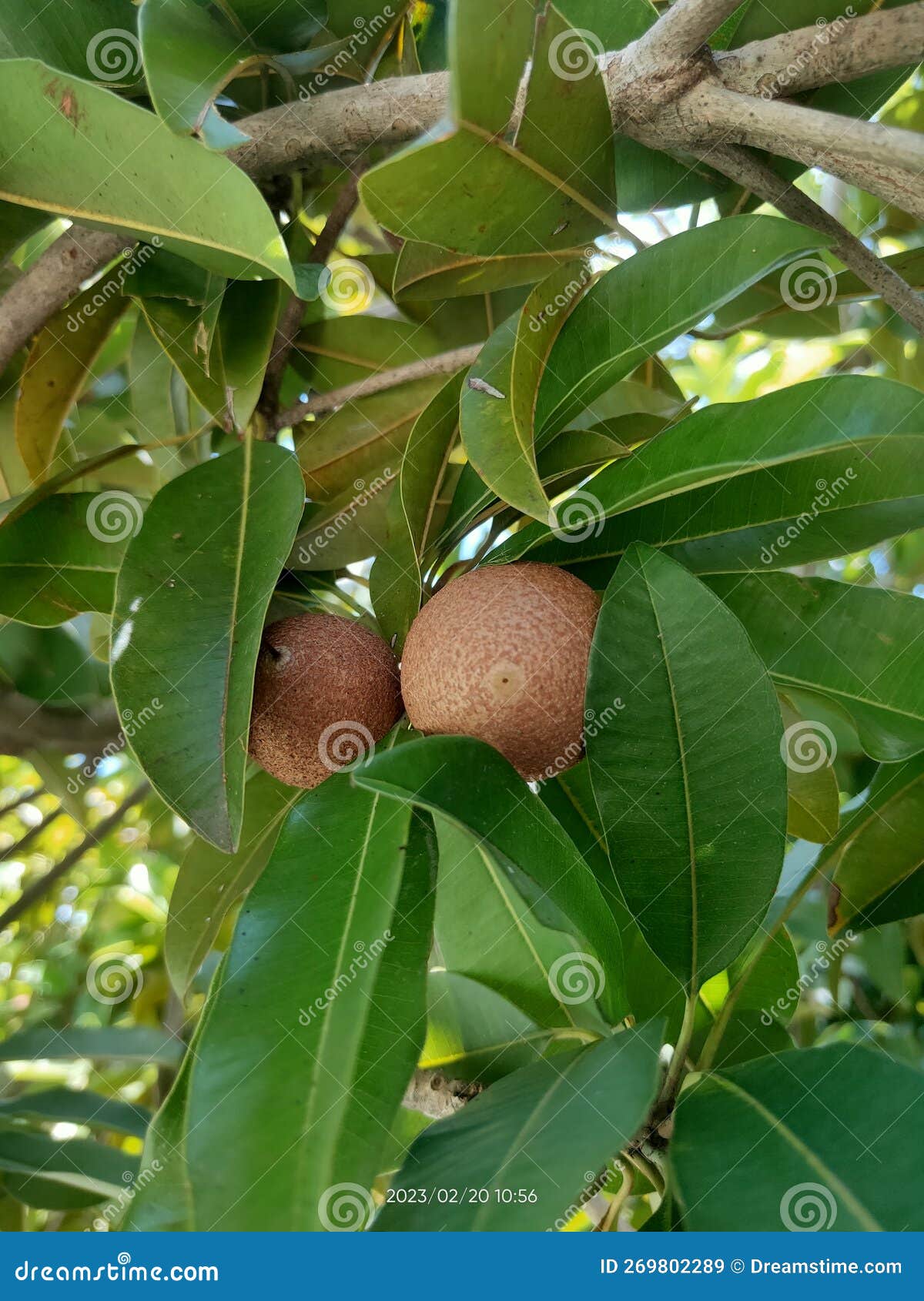 Little Sapodilla Fruit stock image. Image of sapodilla - 269802289