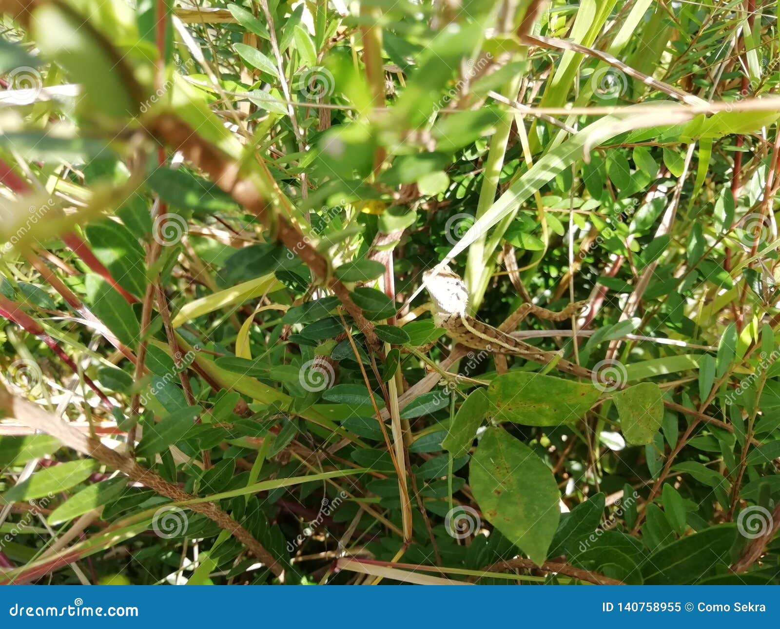 Saurian stock image. Image of colorful, sunlight, coconut - 140758955