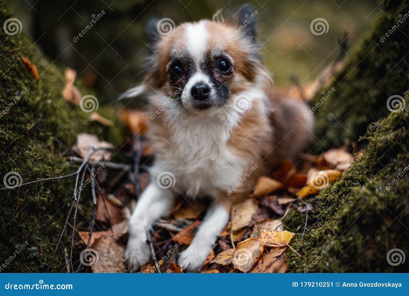 Scared Chihuahua Rescue Dog On White Stock Photo | CartoonDealer.com ... Scared Chihuahua Rescue Dog On White Stock Photo | CartoonDealer.com ...