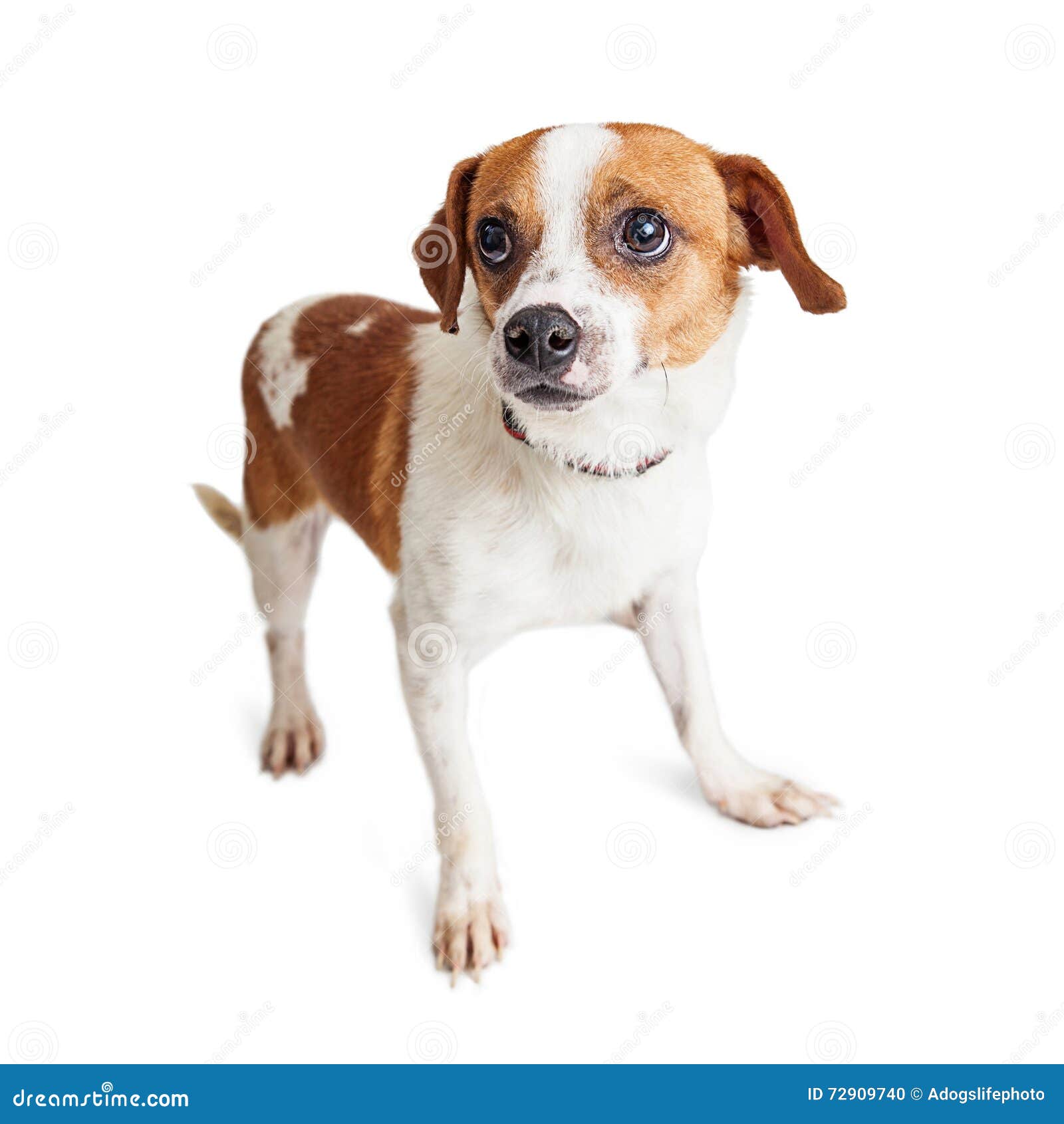 Scared Mixed Race Female Looking Nervously And Feeling Stress While ...