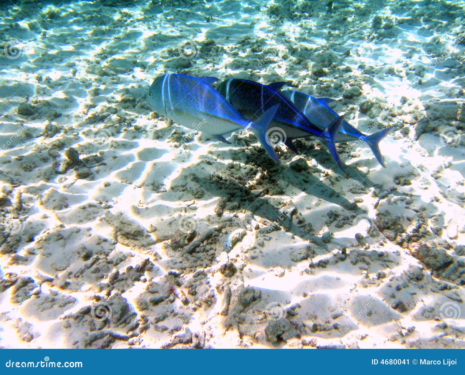 Little Trevally Fish On Wooden Fishing Pontoon Stock Photo ...
