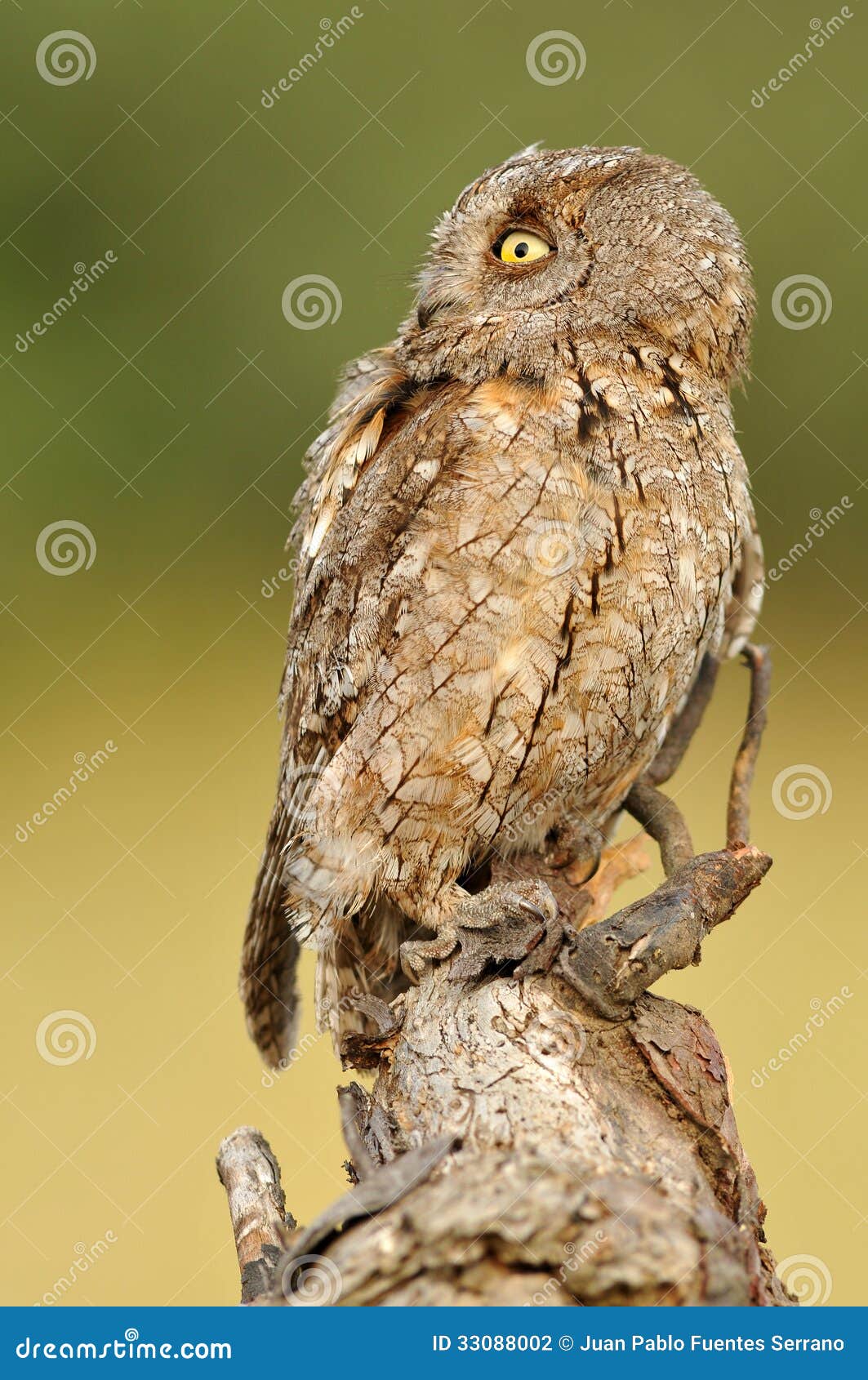 The little scops owl stock photo. Image of beak, wings - 33088002