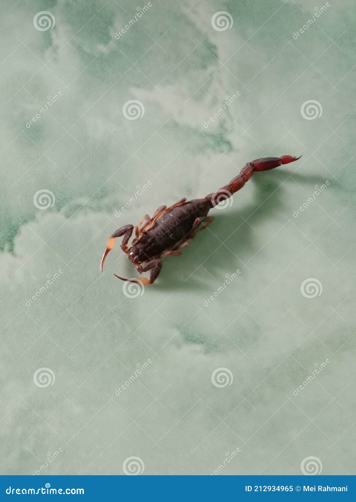 A little scorpion stock image. Image of fish, leaf, animal - 212934965