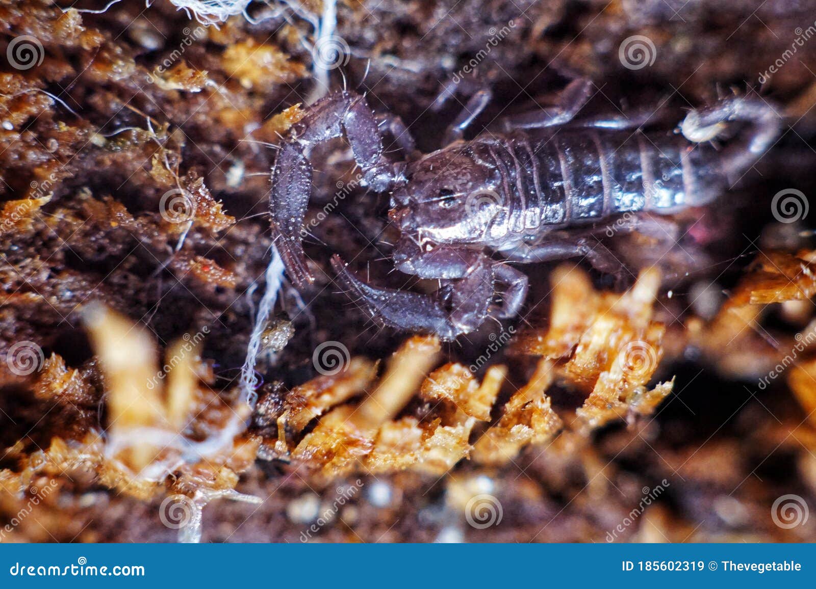 Little Scorpion Look Scary with Poison Stock Image - Image of sting ...