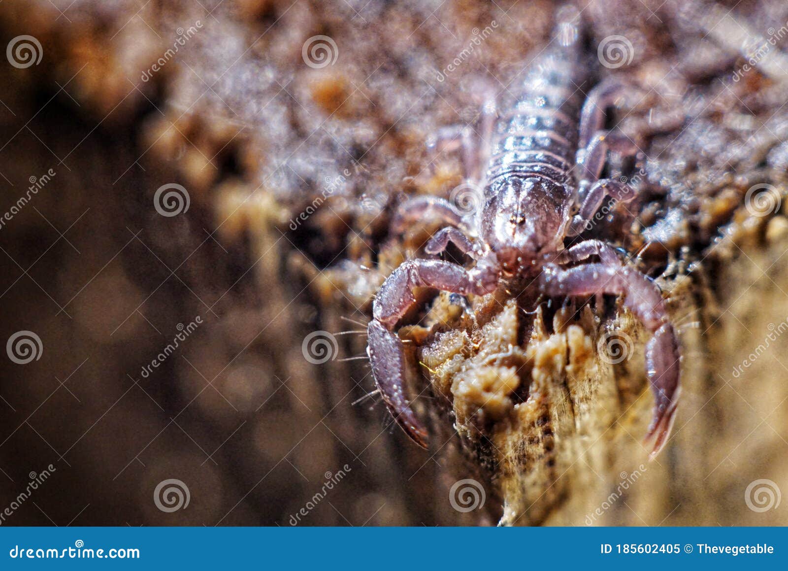 Little Scorpion Look Scary with Poison Stock Image - Image of fear ...