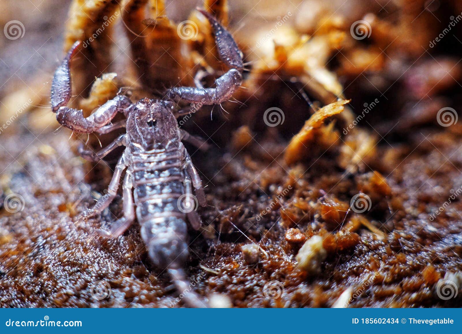Little Scorpion Look Scary with Poison Stock Photo - Image of arachnid ...
