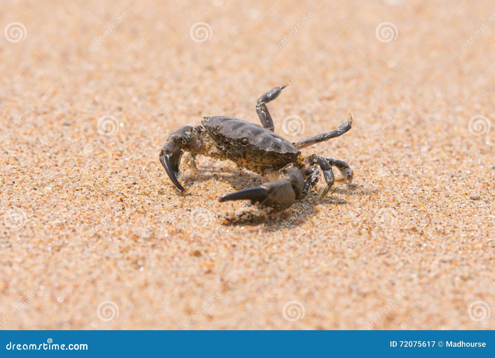 Little sea crab on sand stock image. Image of small, nature - 72075617