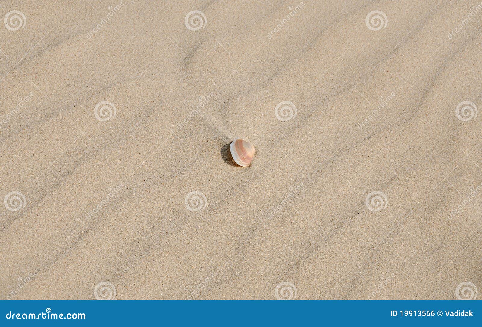 Little Sea Shell on Light Sand Background Stock Photo - Image of sandy ...