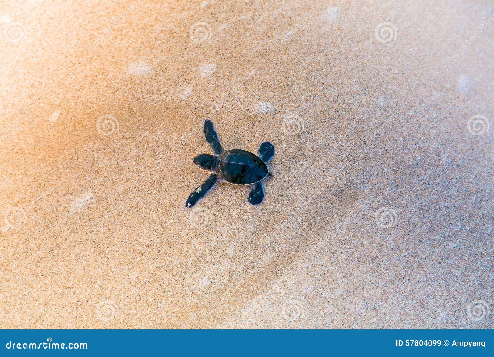Little Sea Turtle on the Beach Stock Image - Image of nature, sand ...