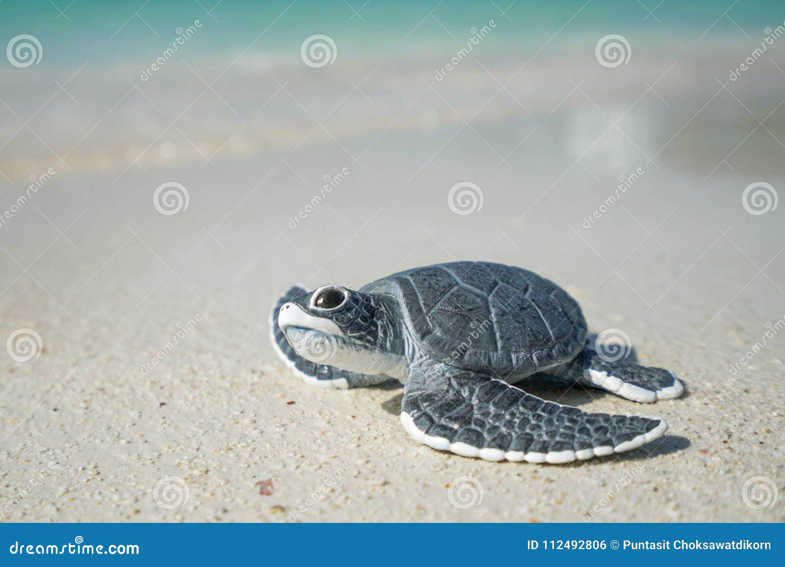 Little Sea Turtle on Sandy Beach Stock Photo - Image of sandy, newborn ...