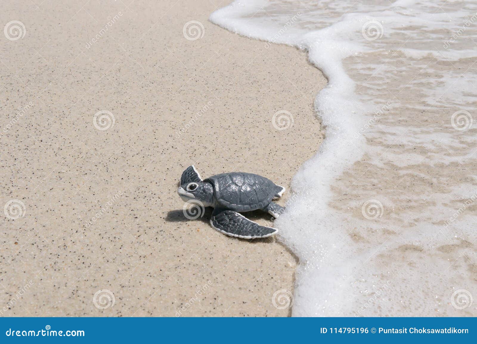 Little Sea Turtle on Sandy Beach Stock Photo - Image of animal, sand ...