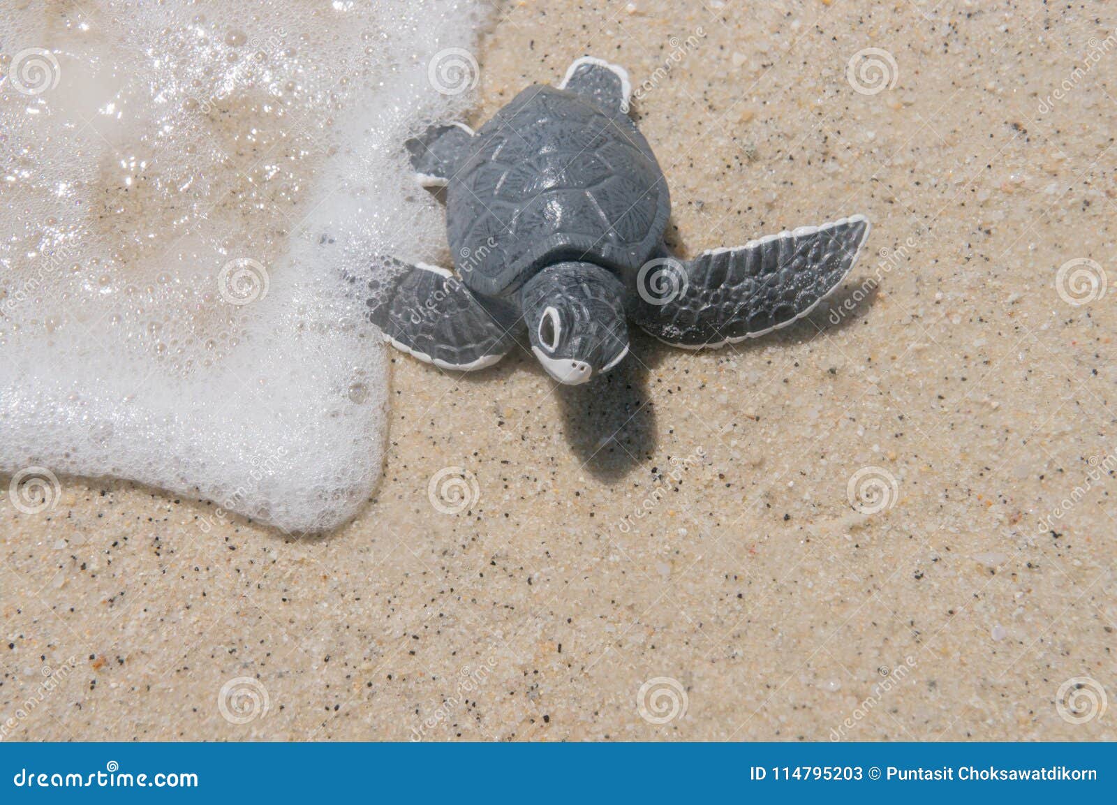 Little Sea Turtle on Sandy Beach Stock Image - Image of save, outdoor ...