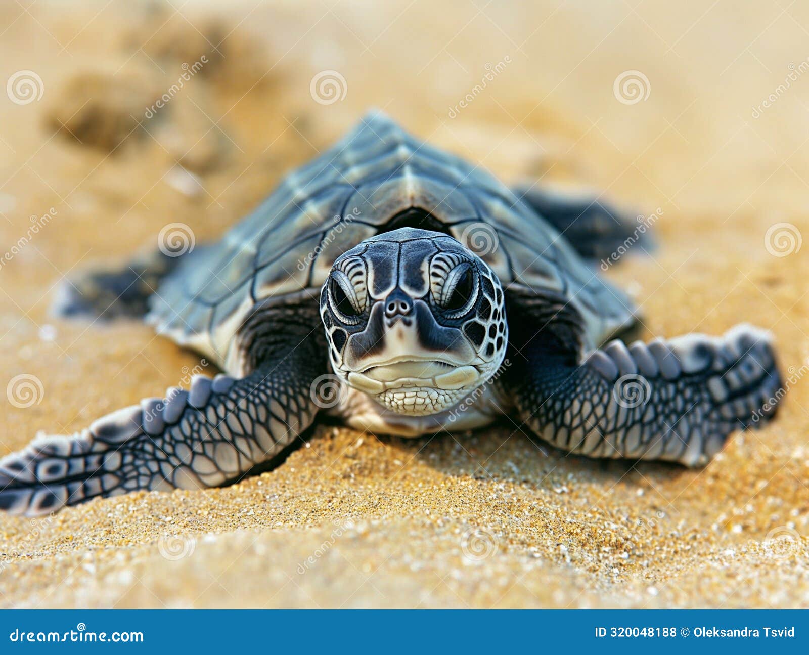 Little Sea Turtle on the Sandy Beach Stock Photo - Image of marine ...