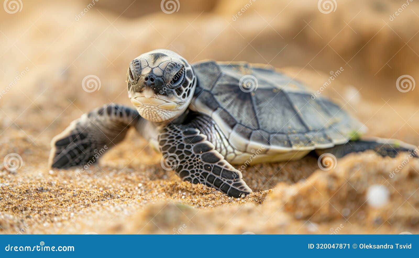 Little Sea Turtle on the Sandy Beach, Tropical Beach Landscape Stock ...