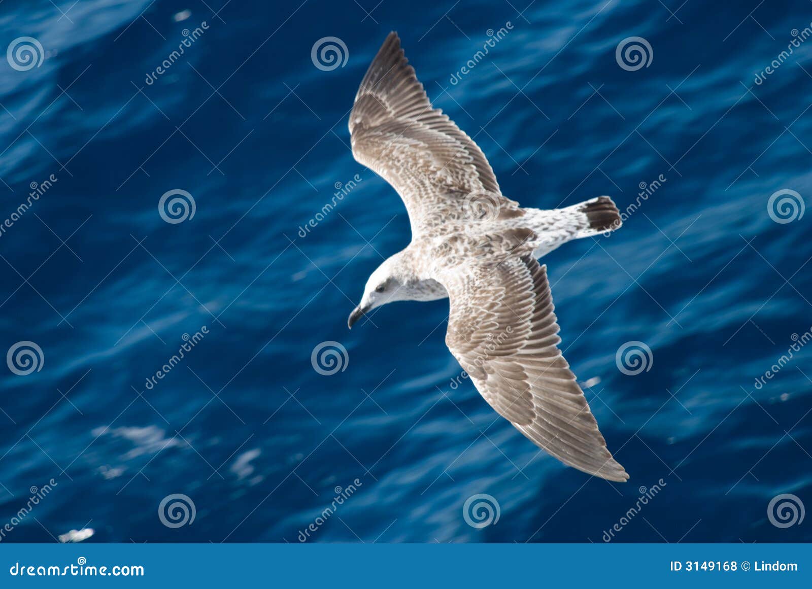 Little seagull 2 stock photo. Image of single, colors - 3149168