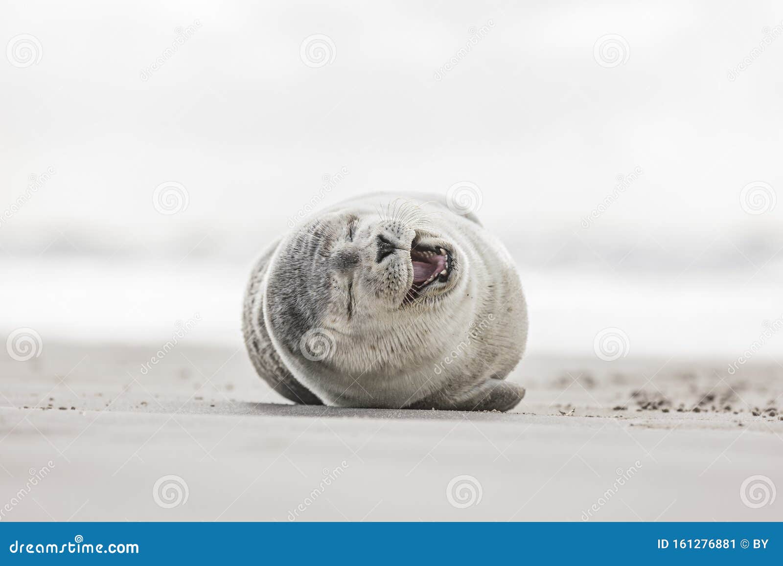 Laughing Seal Royalty-Free Stock Image | CartoonDealer.com #66371866