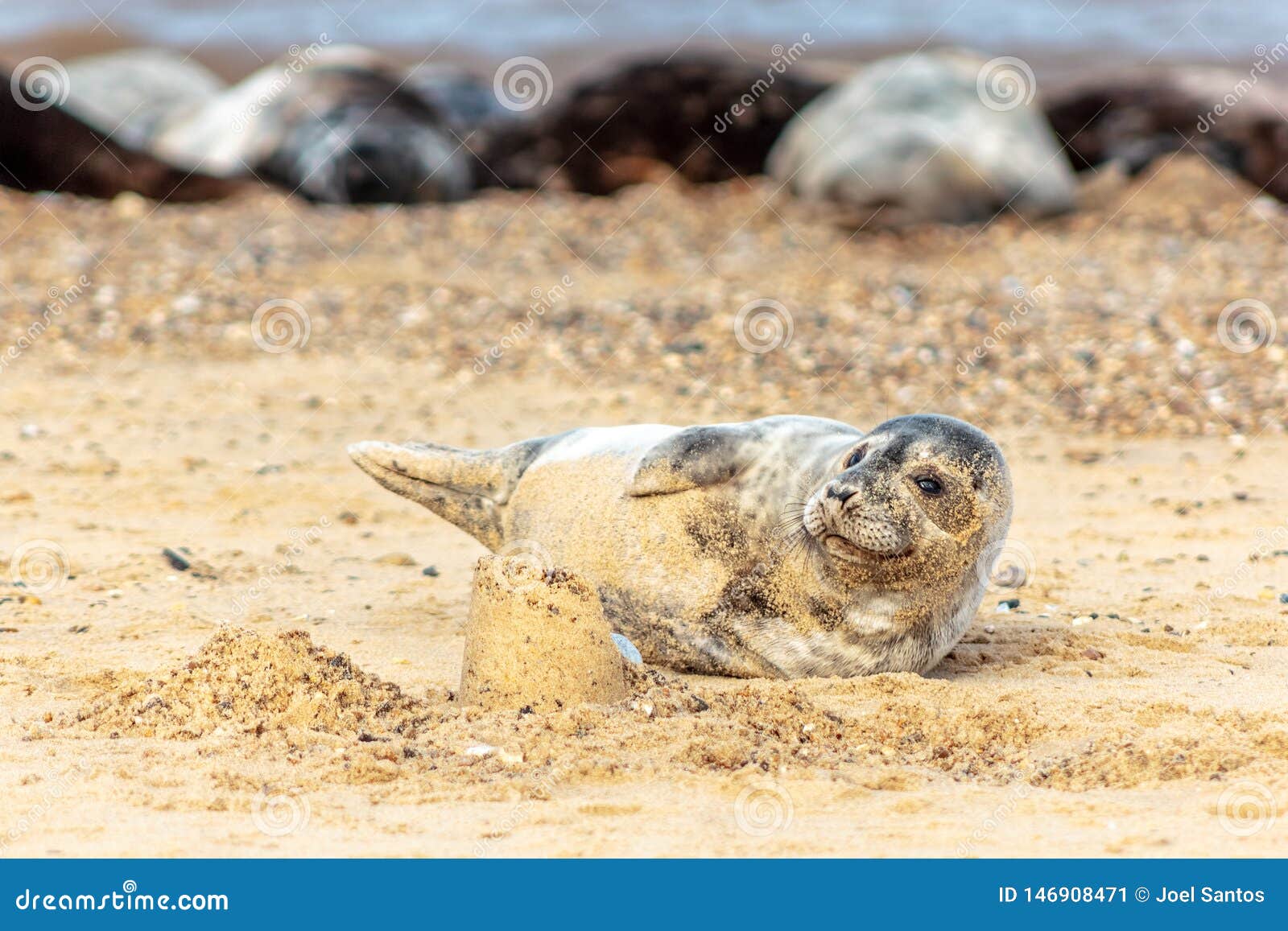 Little Seal Playing at the Beach Stock Image - Image of animals ...