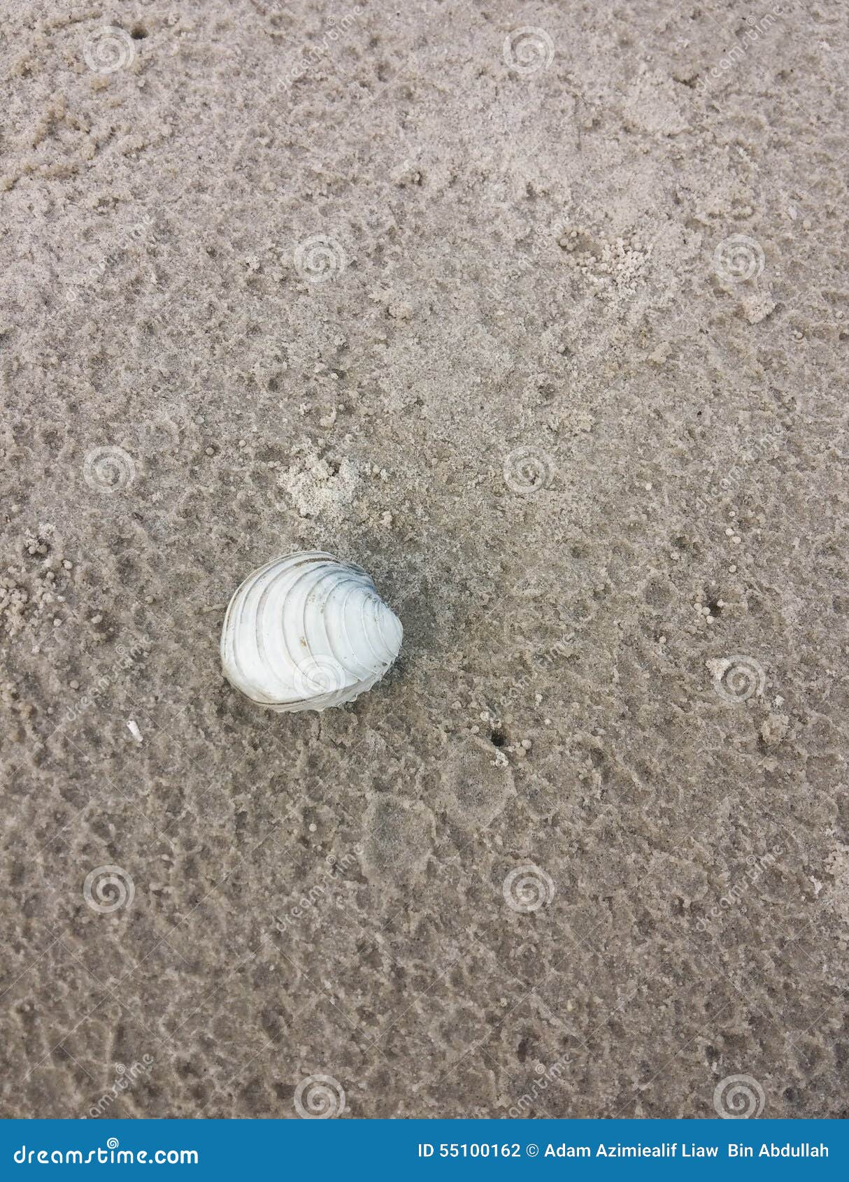 Little Seashell on Beach Sand Stock Photo - Image of holiday, little ...