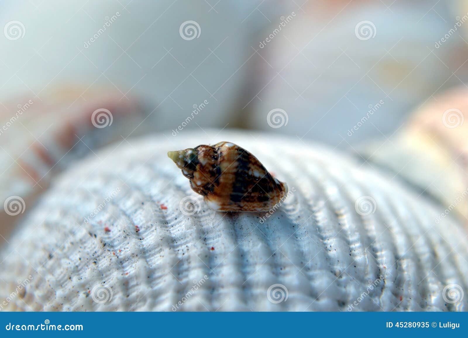 Seashell - Sacred Geometry Royalty-Free Stock Photography ... Seashell - Sacred Geometry Royalty-Free Stock Photography ...