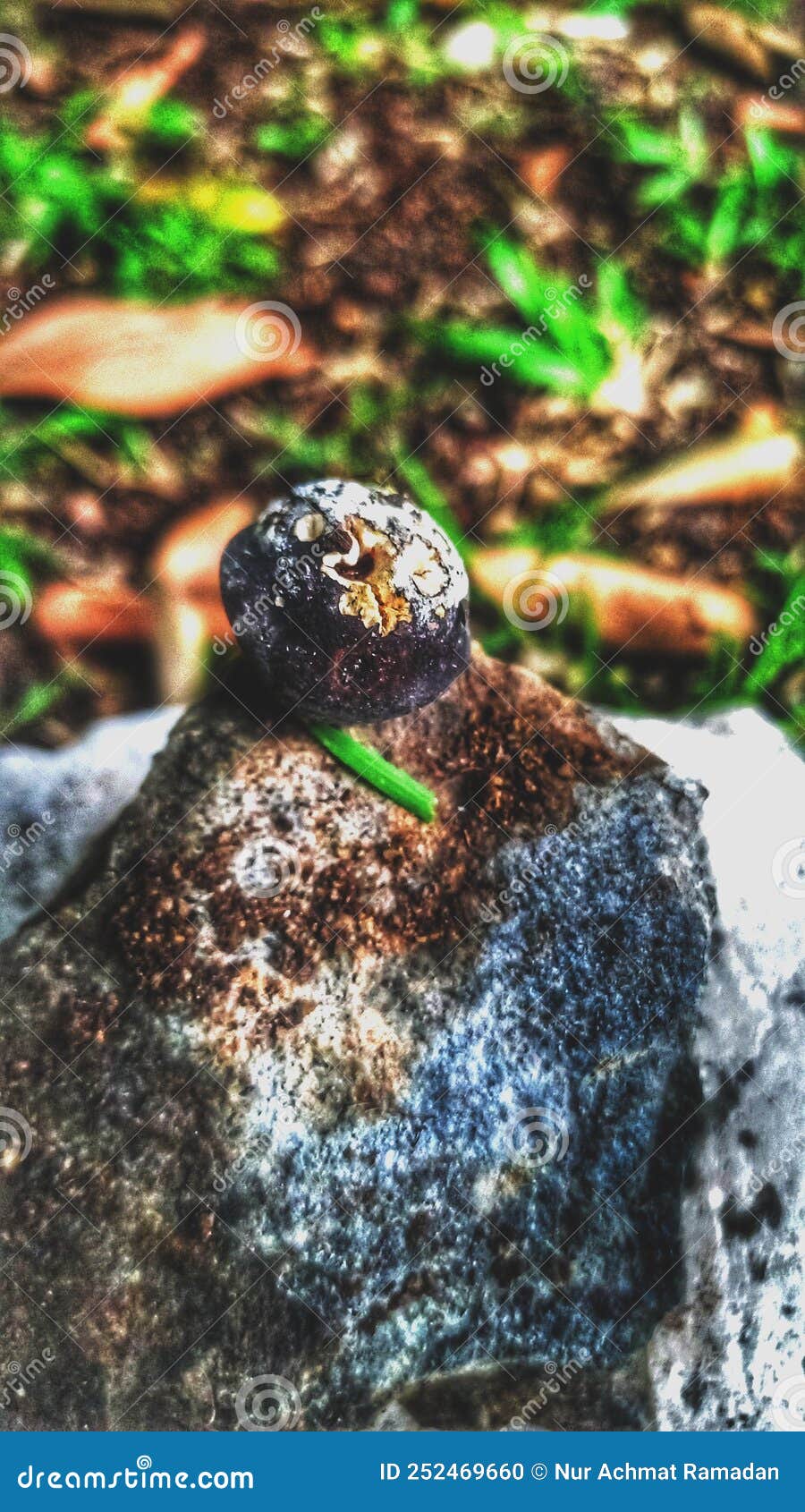 A Little Seed on Top the Stone Stock Photo - Image of animal, nature ...